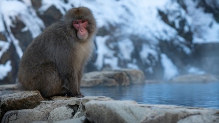 猴子尾巴图片素材-免费可商用-高清下载-快剪辑